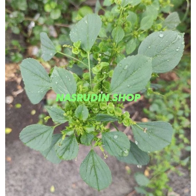 Jual DAUN KUCING GALAK DENGAN AKAR (10 POHON) SEGAR | DAUN ANTING ...