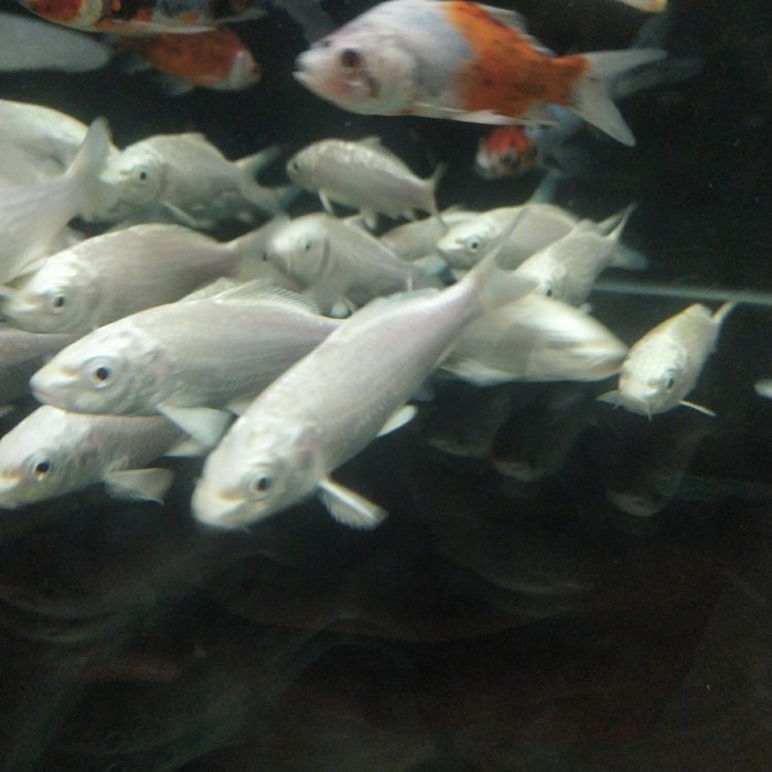 Jual Ikan Koi Platinum Putih Cakep Bgt Penghias Kolam Kesayangan Gojek ...