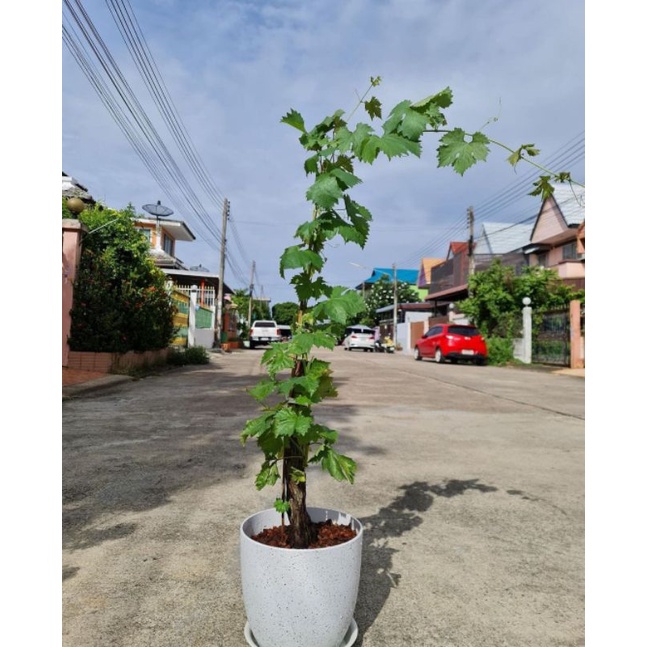 Jual BIBIT TANAMAN BUAH ANGGUR KUALITAS SUPER | Shopee Indonesia Jual BIBIT TANAMAN BUAH ANGGUR KUALITAS SUPER | Shopee Indonesia