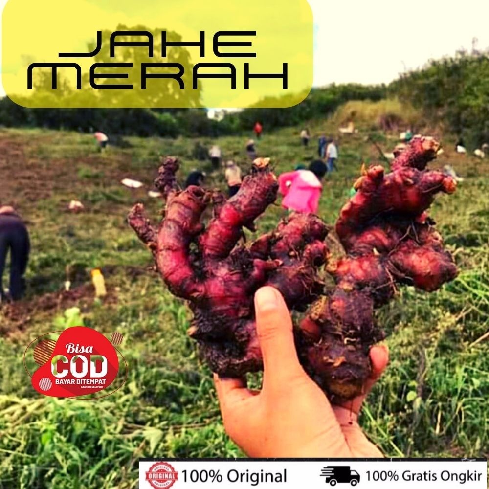 Jual jahe merah jahe merah segar jahe merah 1kg bibit jahe merah 1kg ... Jual jahe merah jahe merah segar jahe merah 1kg bibit jahe merah 1kg ...