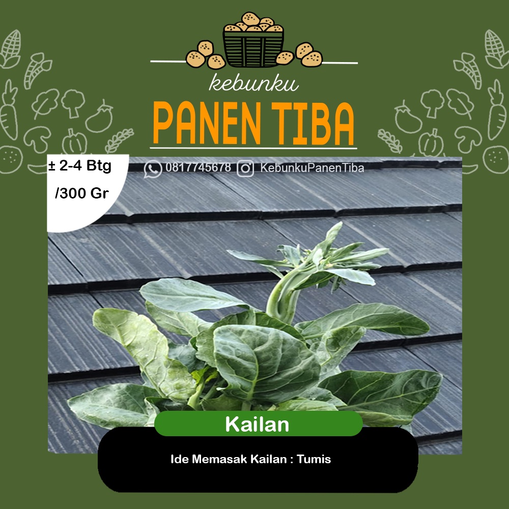 Jual Kebunku PANEN TIBA - Kaylan/ Baby Kaylan Hydroponic Sayur Daun ...