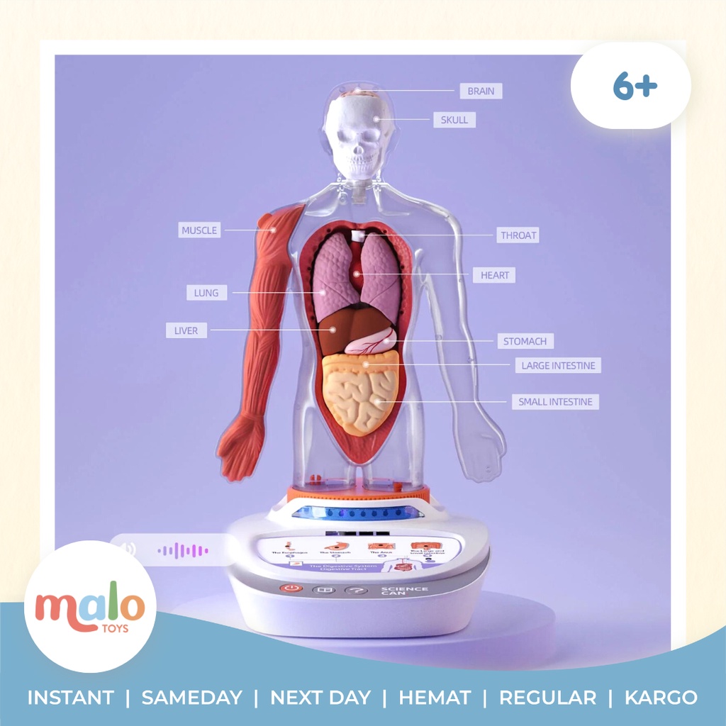 Jual MALOTOYS - SCIENCE CAN Human Body Anatomy My Body Voice Pedia ...