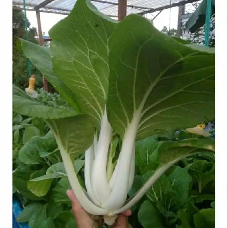 Jual 50Benih/Bibit/Benih pakcoy putih/White | Shopee Indonesia