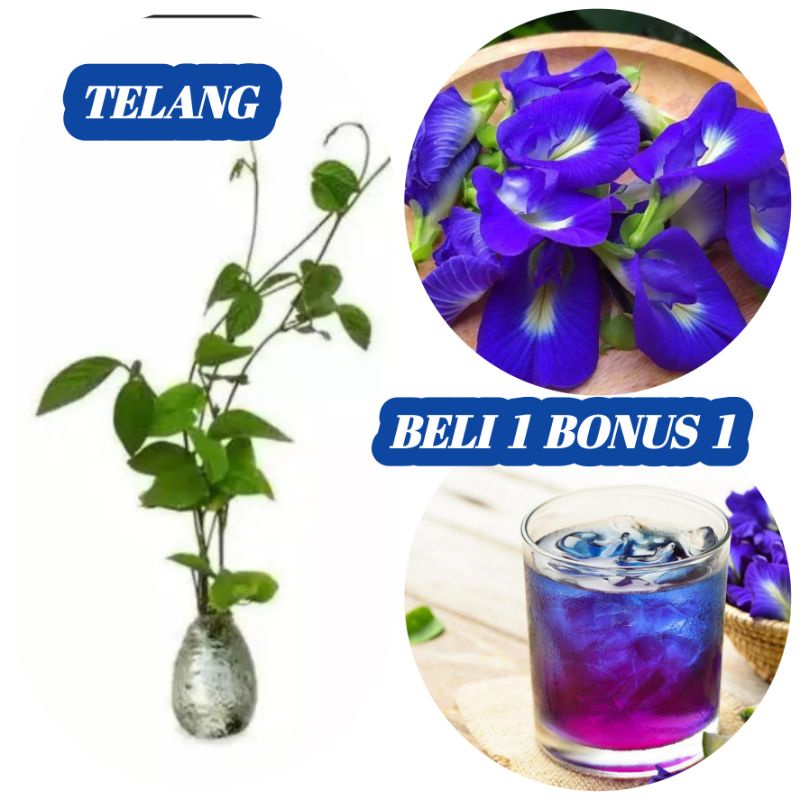 Jual BIBIT BUNGA TELANG KEMBANG BUTERFLY BIRU | Shopee Indonesia