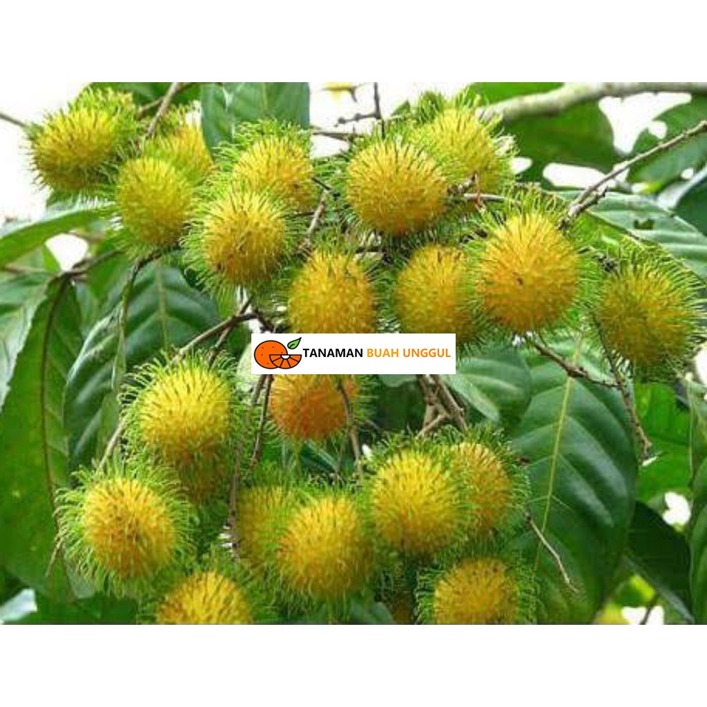 Jual Bibit Rambutan Gading Kuning Hasil okulasi | Shopee Indonesia