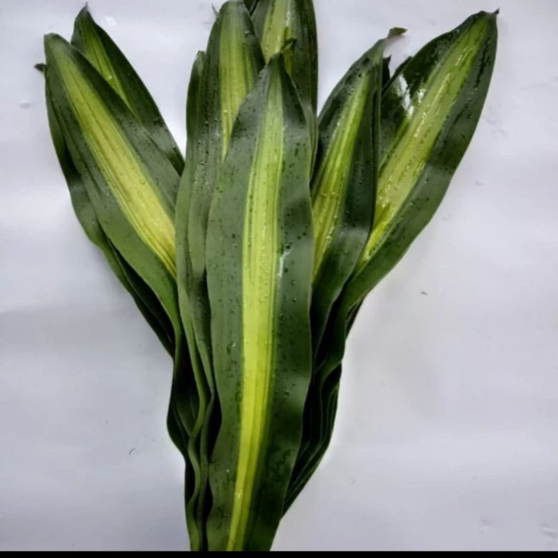 Jual Daun Andong Flat segar (daun potong segar) | Shopee Indonesia
