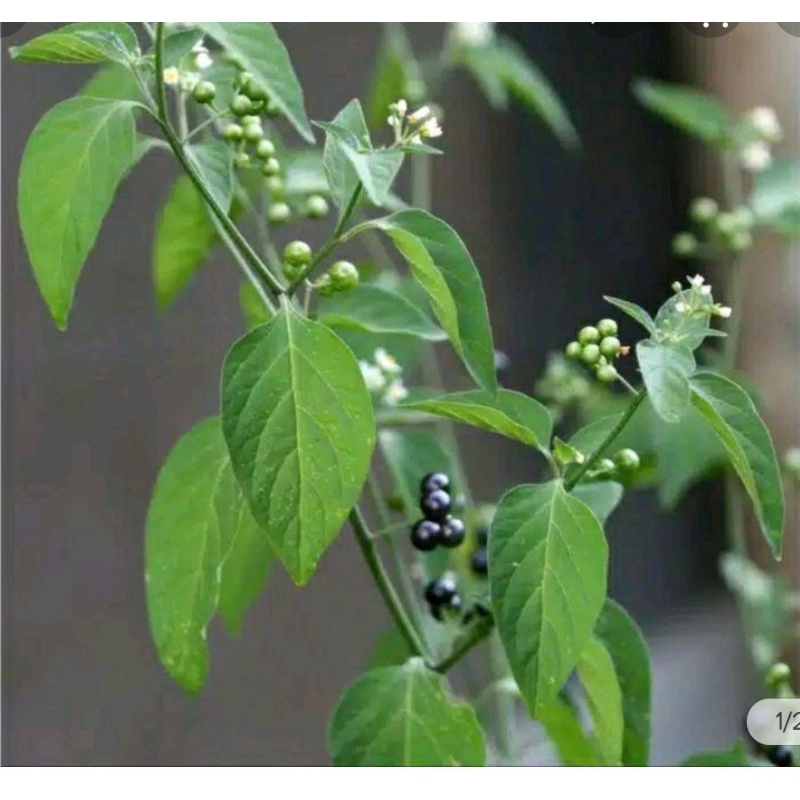 Jual daun ranti atau daun lenca hutan per 500 gram | Shopee Indonesia