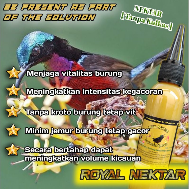 Jual Royal Nektar Konin Leptocoma Sperata Pakan Harian Kolibri