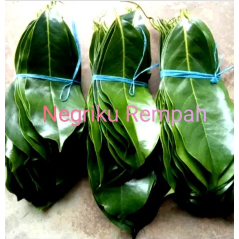 Jual daun sirsak segar organiik per 100 lembar | Shopee Indonesia
