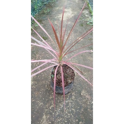 Jual Tanaman Hias Daun Dracaena Marginata Tricolor Merah - Tanaman Hias ...