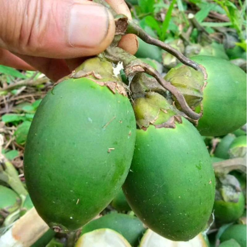 Jual buah pinang muda super per biji / 1kg | Shopee Indonesia