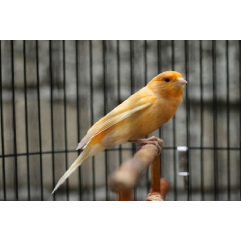 Jual burung kenari orange bahan riwikan jantan | Shopee Indonesia