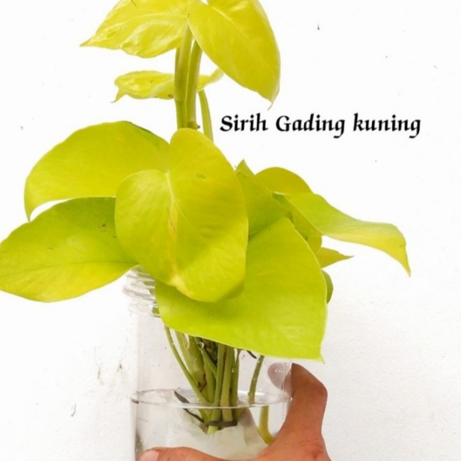 Jual Tanaman Media Air Sirih gading kuning / enjoy variegata / Lemon ...
