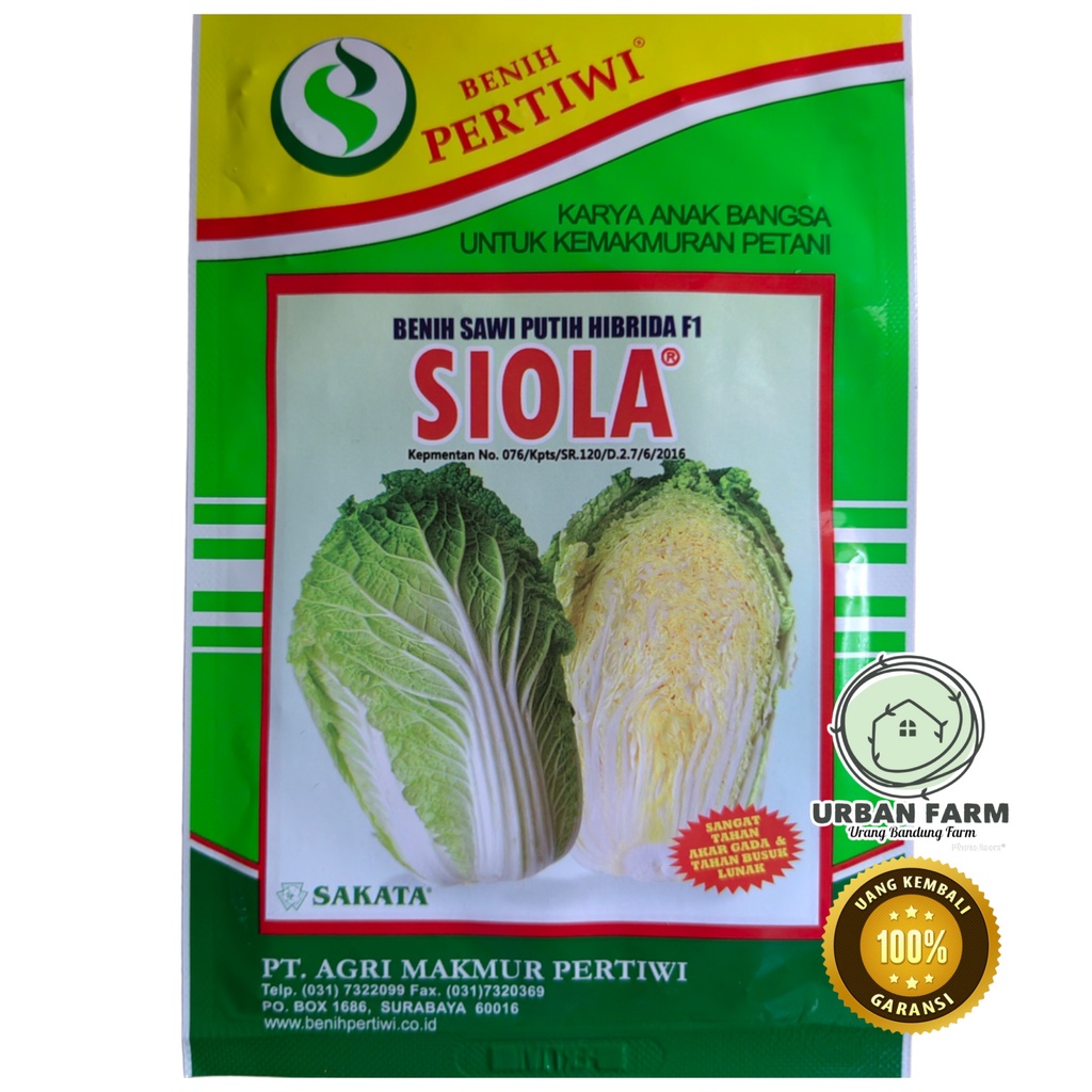 Jual Benih Sawi Putih F1 SIOLA 10gram - Benih Pertiwi Benih Sawi Putih ...