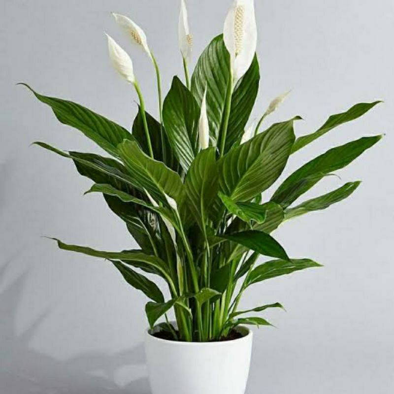 Jual ( BISA COD ) PROMO! Tanaman Hias Peace Lily Spathyfylum / Bunga ...