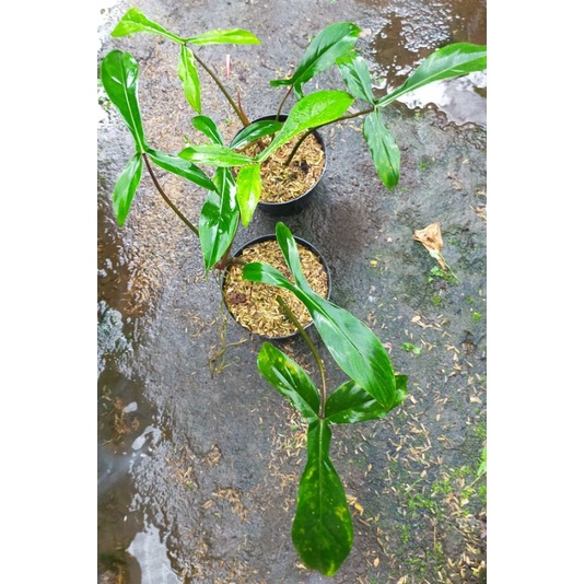 Jual philodendron code 69686 philo | Shopee Indonesia