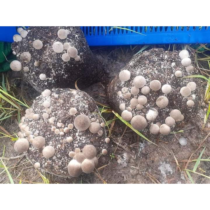 Jual bibit jamur merang semi dan putih | Shopee Indonesia