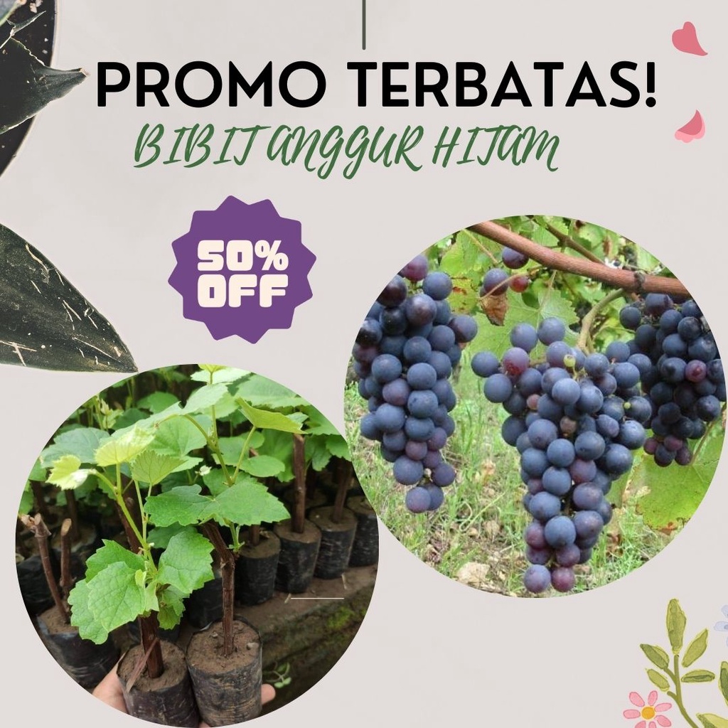 Jual TERMURAH!! BIBIT ANGGUR HITAM SUPER MANIS SIAP TANAM | Shopee ...