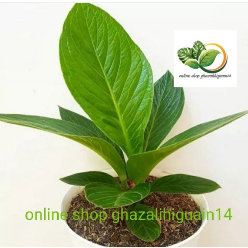 Jual tanaman hias anturium jemani cobra/anturium jemani kobra tanaman ...