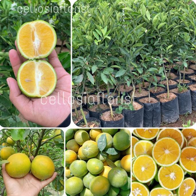 Jual joss Bibit Tanaman Buah Jeruk Baby Java / Manis Pacitan Sudah ...