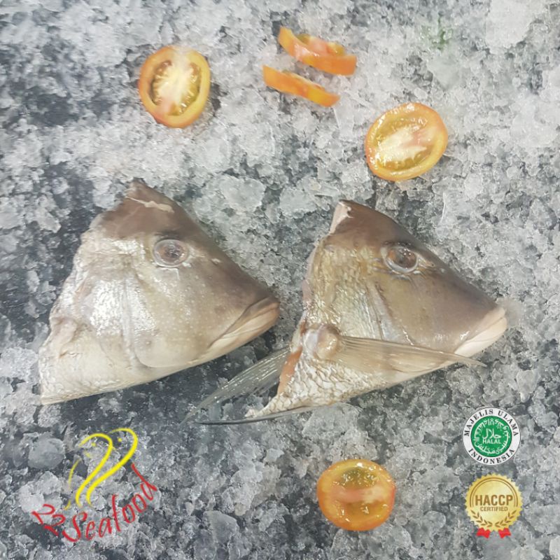 Jual Kepala Ikan Lencam 1 kg / Lencam Katamba / Seafood 22 | Shopee ...