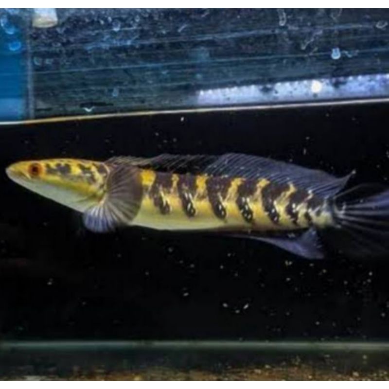 Jual Maru Yellow Jambi sp. [Single Tank] Original size LANGKA 17-18 cm ...