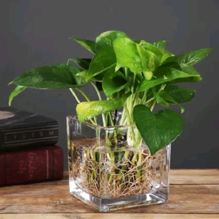 Jual SQUARE VASE / VAS BUNGA KACA KOTAK PERSEGI AESTHETIC / POT TANAMAN ...
