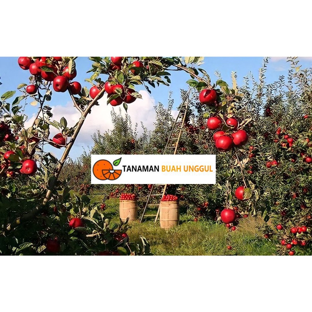 Jual Bibit apel fuji merah cangkok cepat berbuah cod | Shopee Indonesia