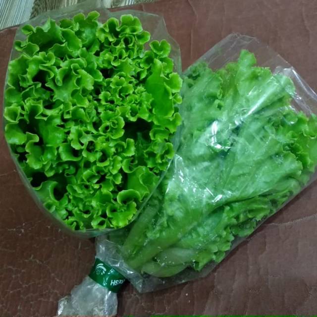 Jual Selada Hidroponik Segar Packing plastik siap kirim luar kota ...