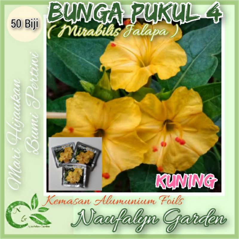 Jual 50 Benih Bunga Pukul 4 Mirabilis Jalapa Kuning Kemasan Alumunium ...