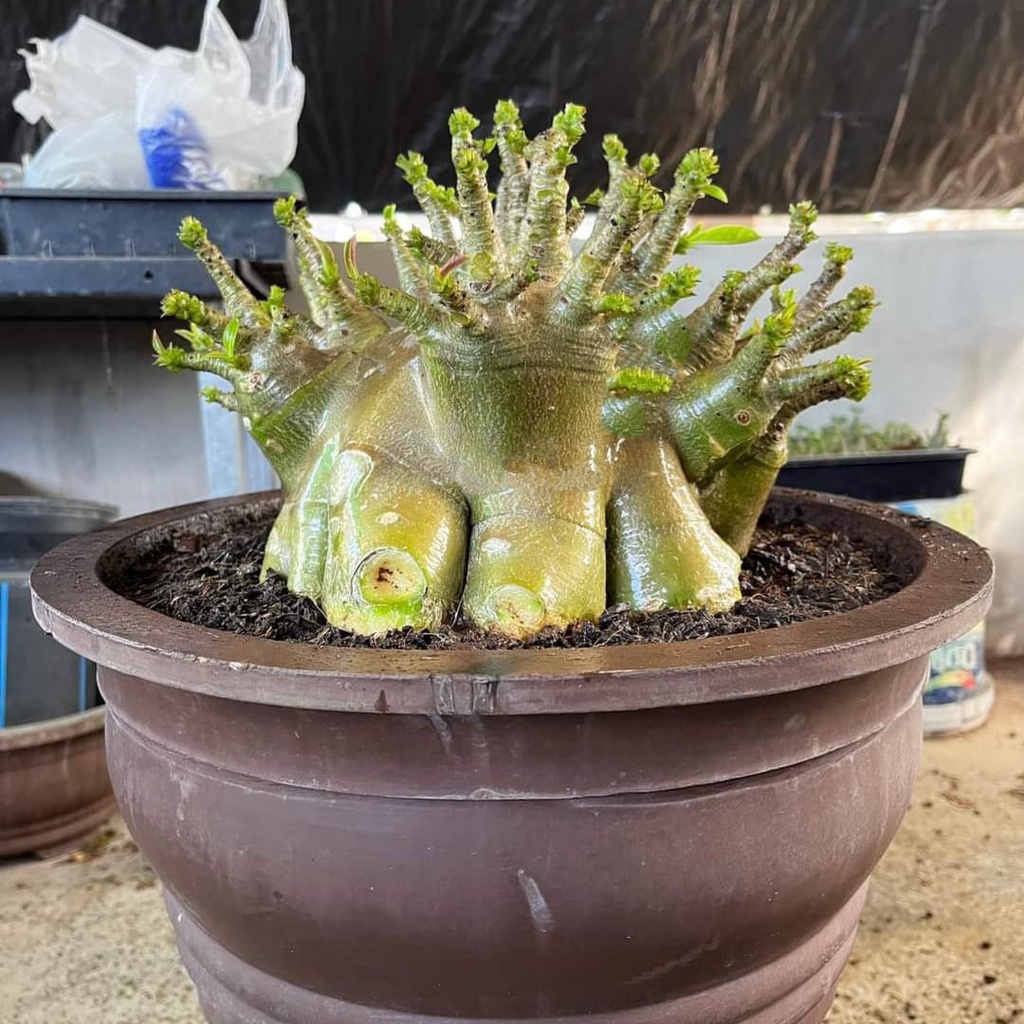 Jual Benih Biji Adenium Arabikum Hibrid Godji Nomsod Series | Shopee ...