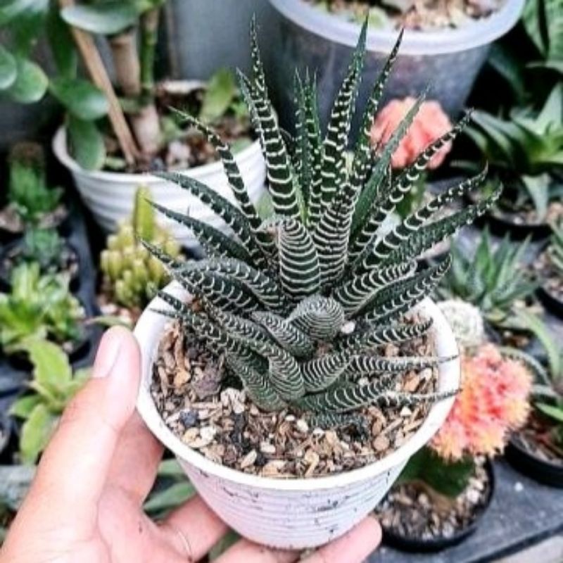 Jual Haworthia Zebra ' Fasciata ' sukulen kaktus tanaman hidup | Shopee ...