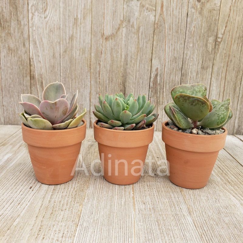 Jual pot sukulen gerabah terracotta (keramik warna Natural) | Shopee ...
