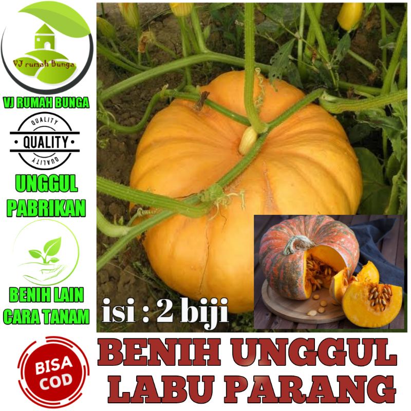 Jual Benih Sayuran Labu Kuning Labu Parang Labu Waluh | Shopee Indonesia