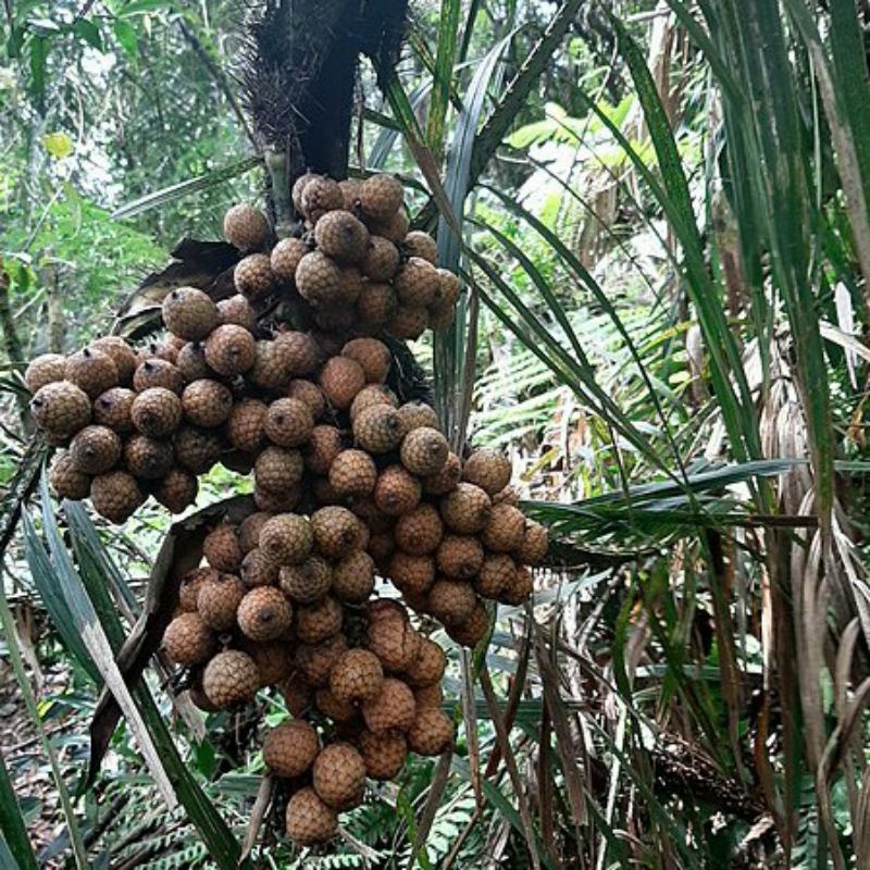 Jual Bibit Tanaman Jarneng Hutan Siap Tanam Bibit Jernang | Shopee ...