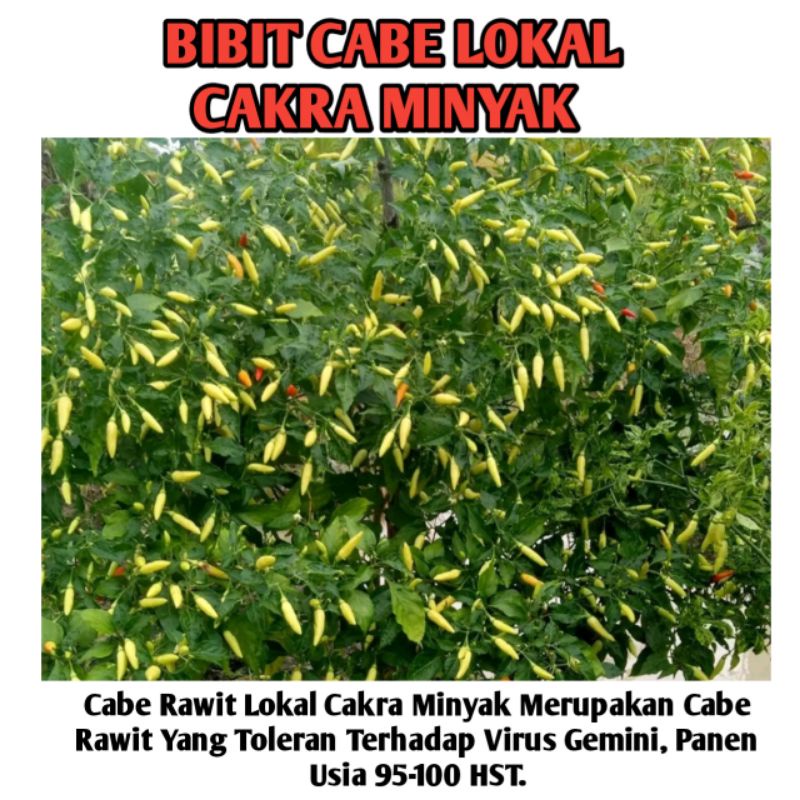 Jual Bibit Cabe Lokal Cakra Minyak | Shopee Indonesia