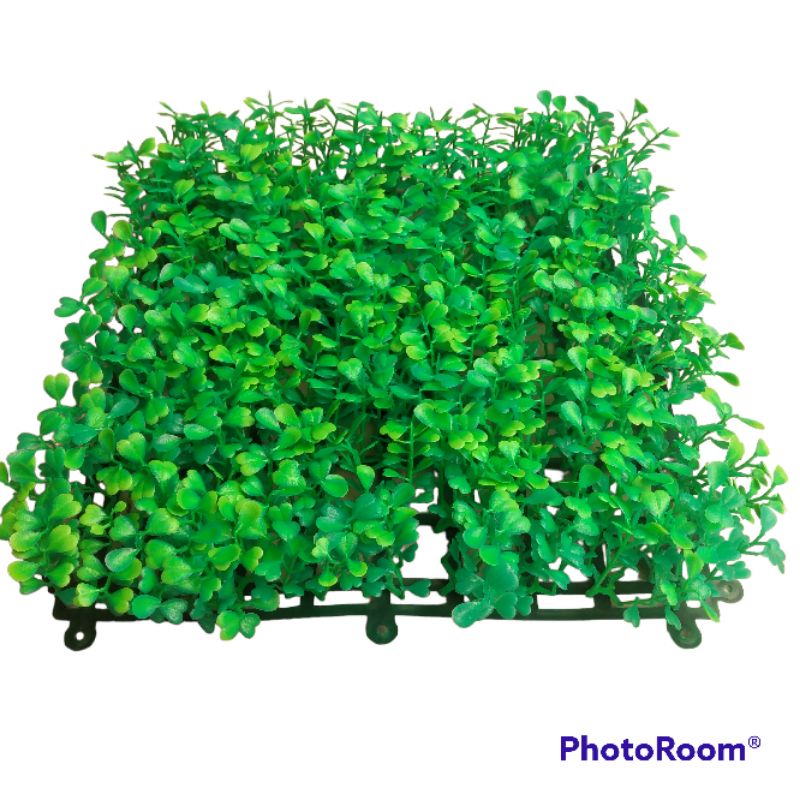 Jual Daun Dolar Dolaran vertical garden 25 x 25cm padat dan rapat ...