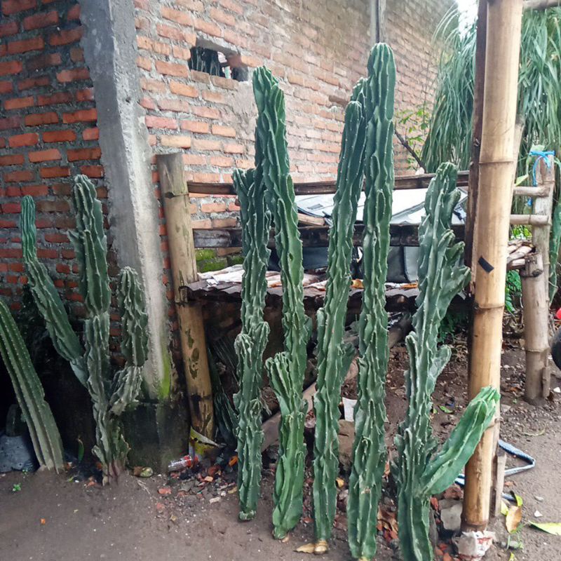 Jual Kaktus lilin/ulir lurus BERDURI uk 130cm-150cm | Shopee Indonesia