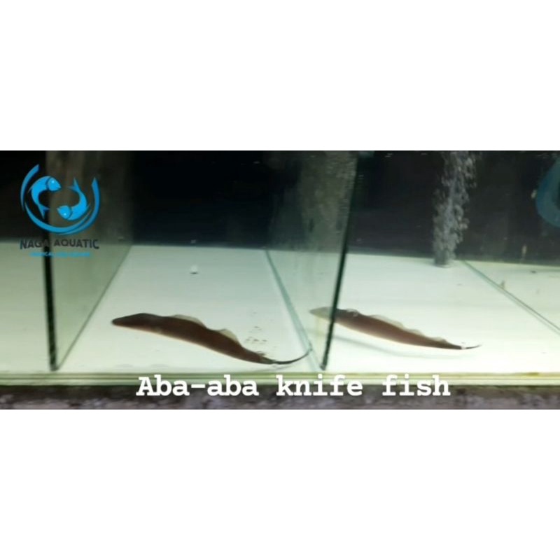Jual Ikan Aba Aba Knifefish 18 cm | Shopee Indonesia