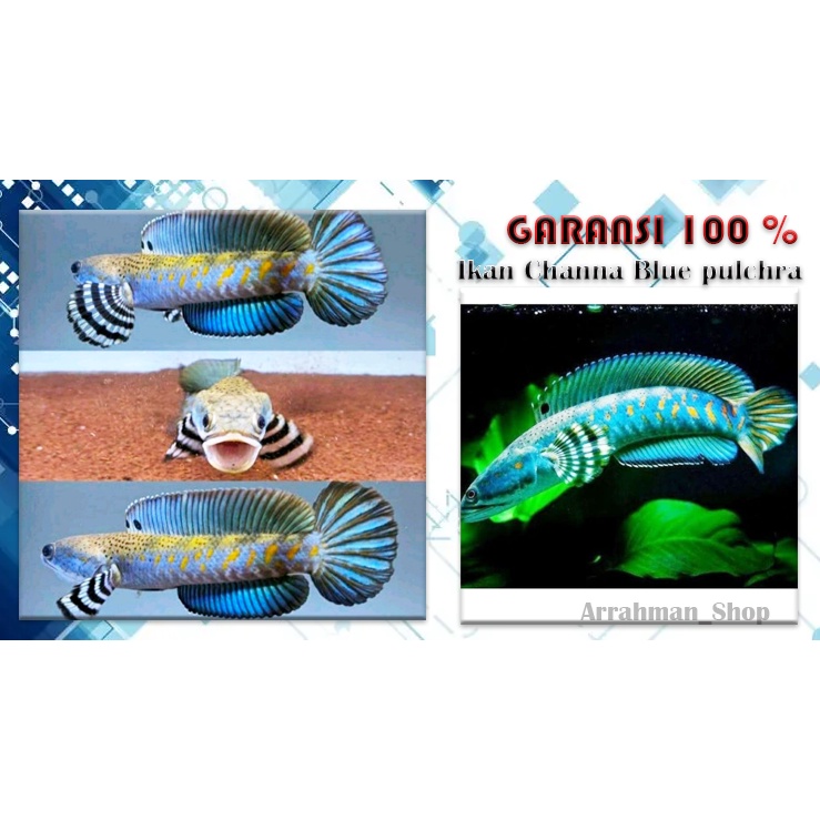 Jual Ikan hias ikan Channa Blue Pulchra - Chana Blue Purcha Keren wajib ...
