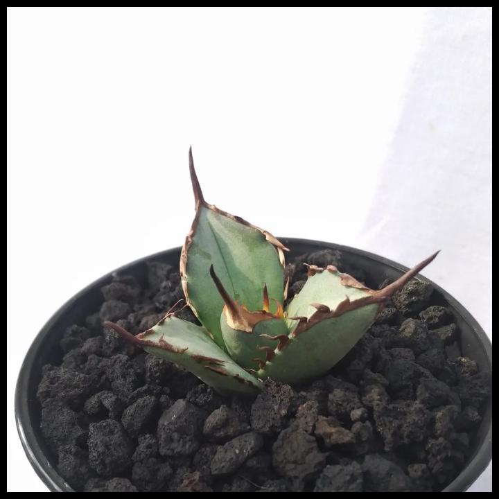 Jual Agave Titanota Ashuramaru Special Form | Shopee Indonesia