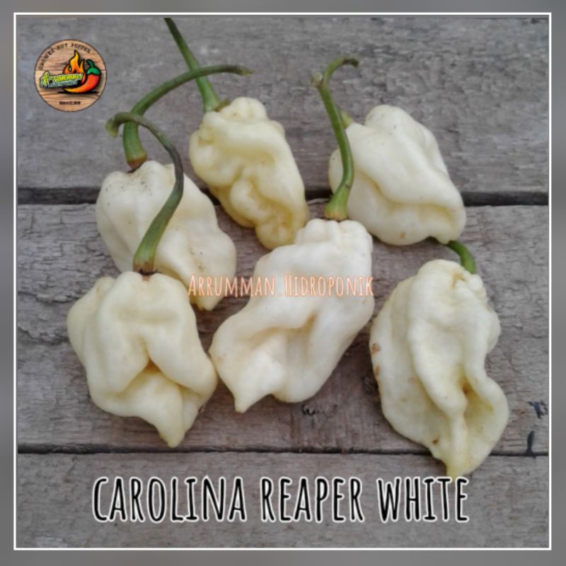 Jual BUAH Cabe Carolina Reaper White jenis cabe terpedas (BUAHnya ...