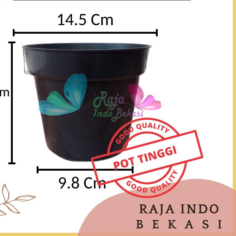 Jual Import Terbaik Lusinan 12PCS Pot Tinggi Srondol 15 Putih Hitam ...