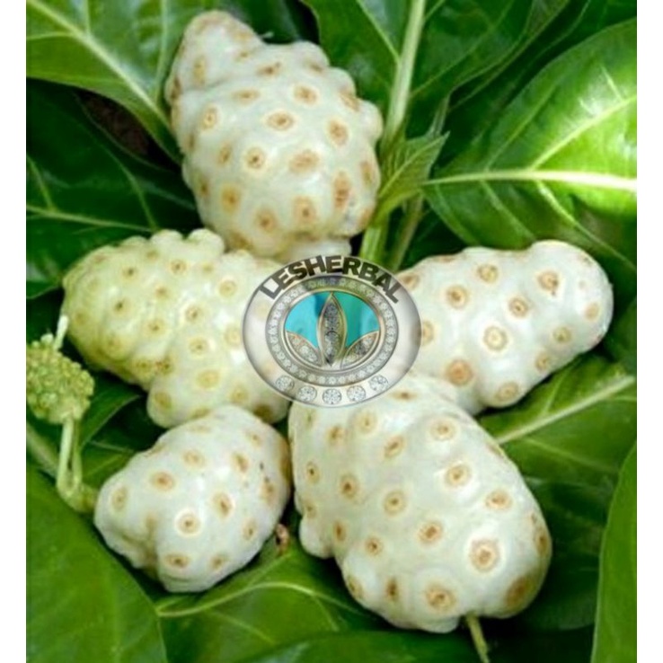 Jual buah mengkudu/cangkudu segar 1kg | Shopee Indonesia