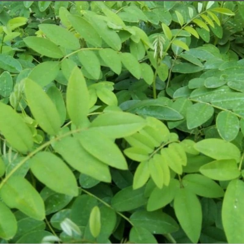 Jual Daun Gamal / Daun Kalikria Segar 100 Gram - Untuk Pakan dan Obat ...