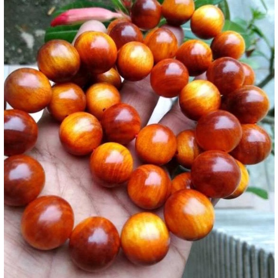 Jual Special Favorit GELANG DARAH NAGA || Kayu Agathis / Kayu Raja ...