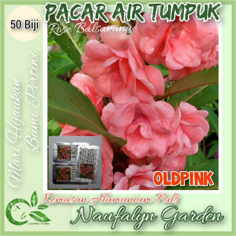 Jual 50 Benih Bibit Bunga Pacar Air Rose Balsamina Oldpink | Shopee ...