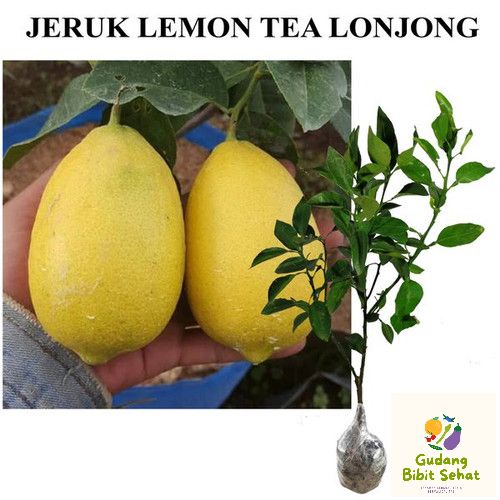 Jual Bibi Tanaman Jeruk Lemon Long | Shopee Indonesia