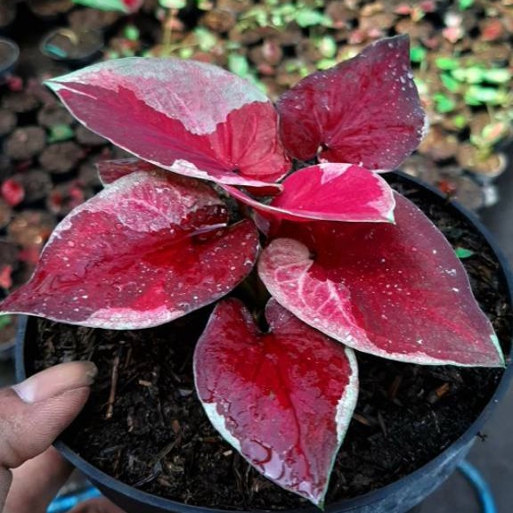 Jual Dwi Warna/Bunga Caladium Sehat/Tanaman Subur dan Murah Ceria ...