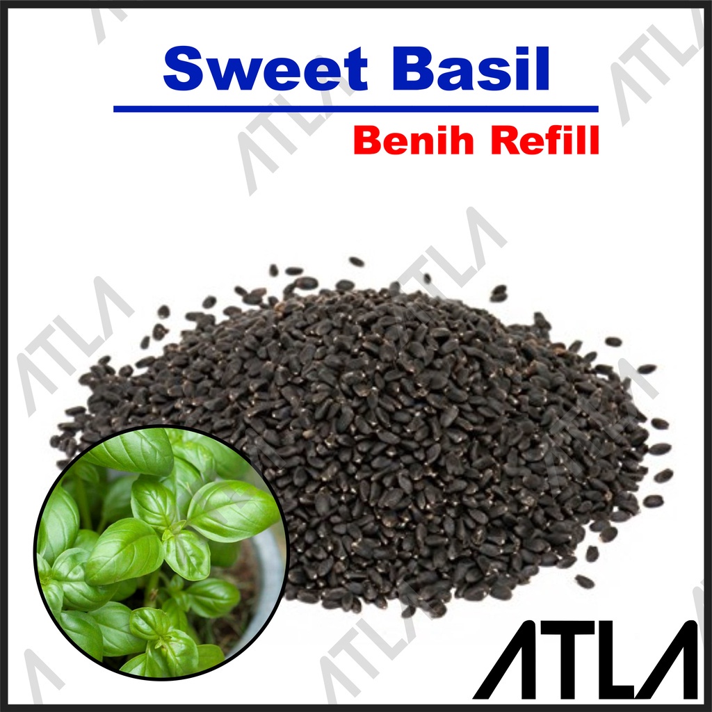 Jual Benih Sweet Basil Genovase Biji Daun Herb Herbal Bibit Tanaman ...